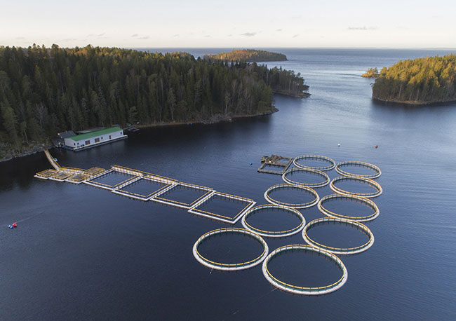Russia shifts aquaculture development targets - Hatchery International
