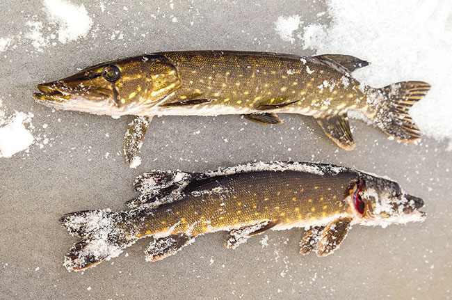 Scientists explore breeding lake char - Hatchery InternationalHatchery ...