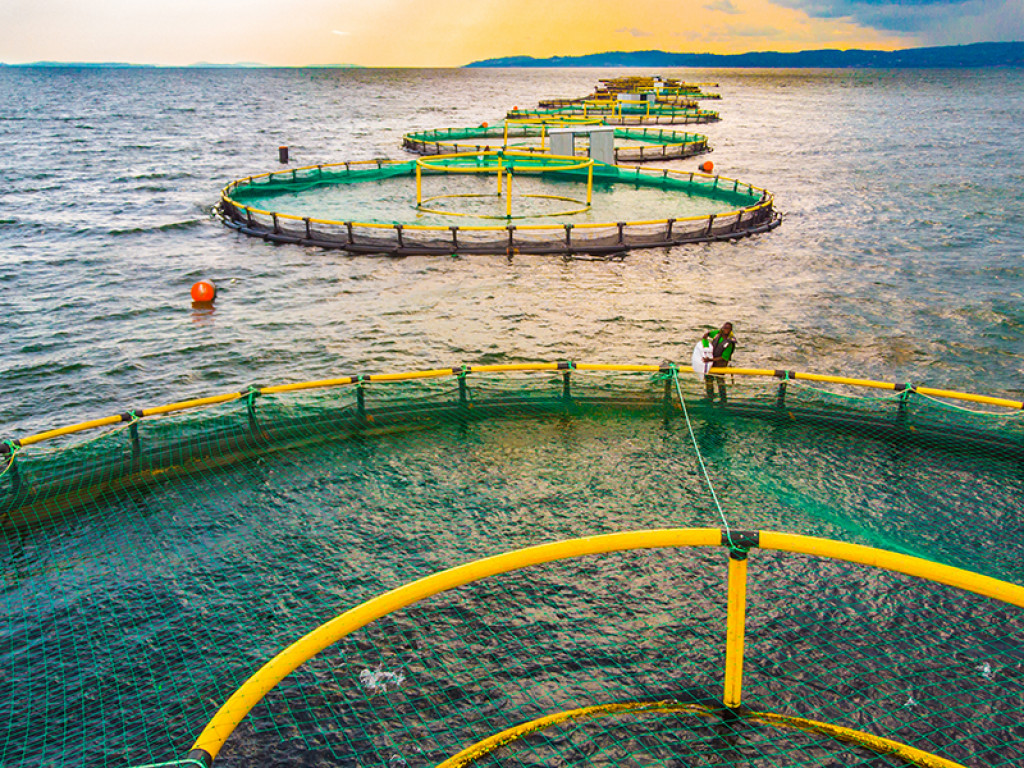 Champion of aquaculture in Africa - Hatchery InternationalHatchery ...