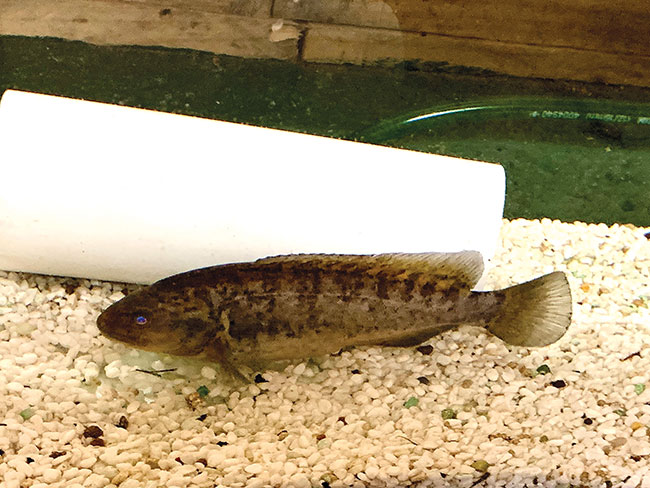Spawning breakthrough in Australia's Murray River - Hatchery ...